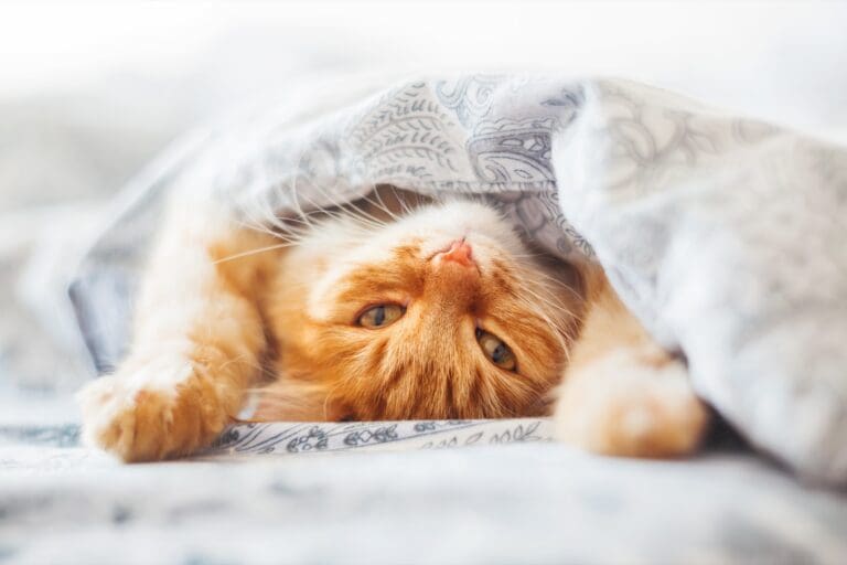 How to Tell if Your Cat Has Heart Problems & Ways They Can Be Treated