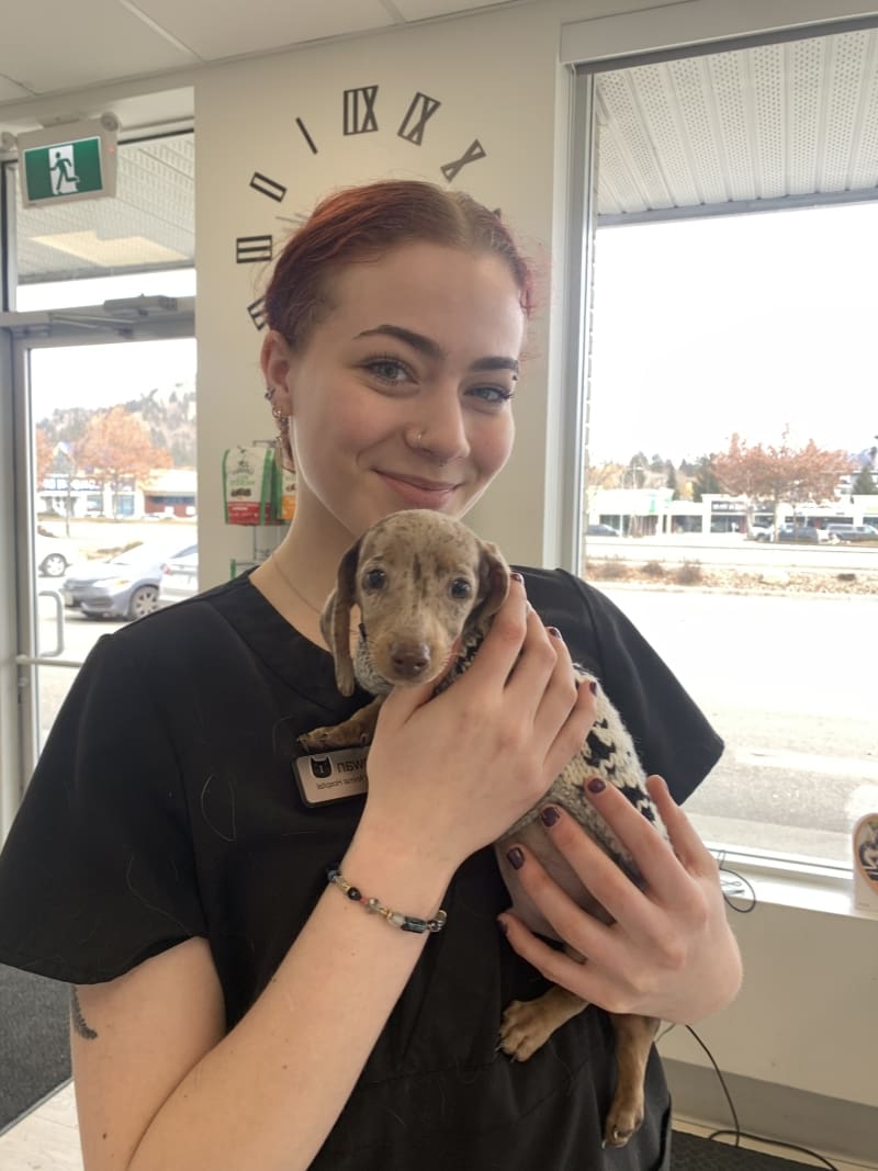 About Our Kelowna Vet Clinic & Kelowna Veterinarians