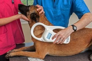 Microchipping Your Dog: Everything You Need to Know - Spall & Harvey ...