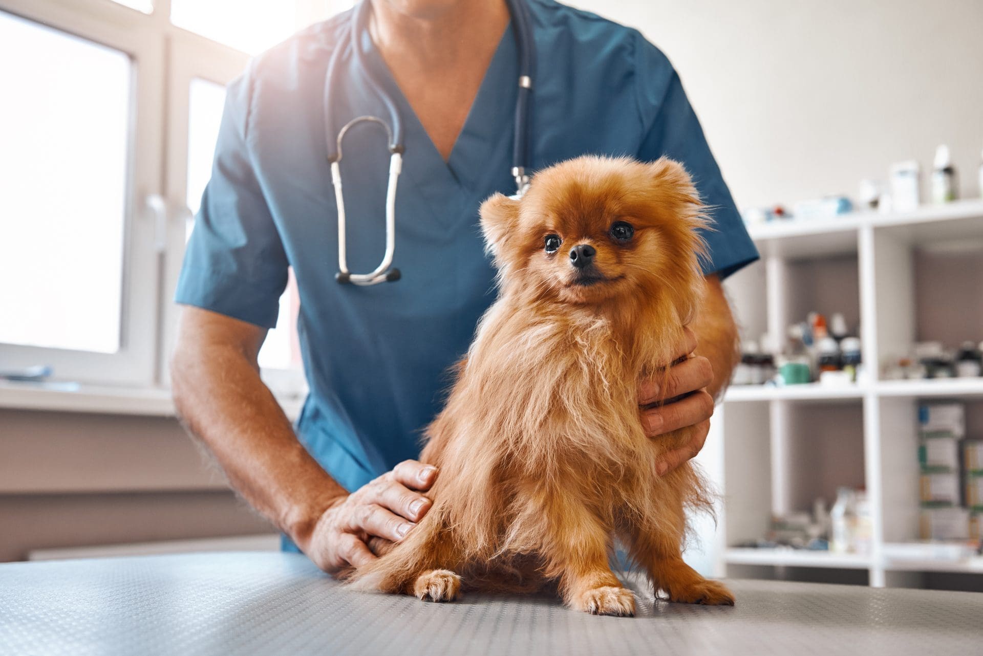 The Best Kelowna Vet Clinic: Spall & Harvey Animal Hospital - Spall ...