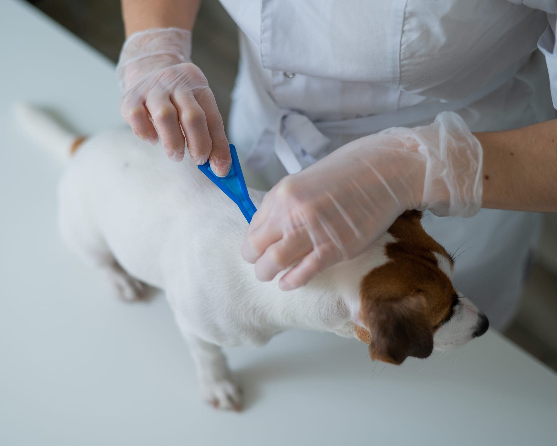 Pet Parasite Control in Kelowna this Summer - Spall & Harvey Animal ...