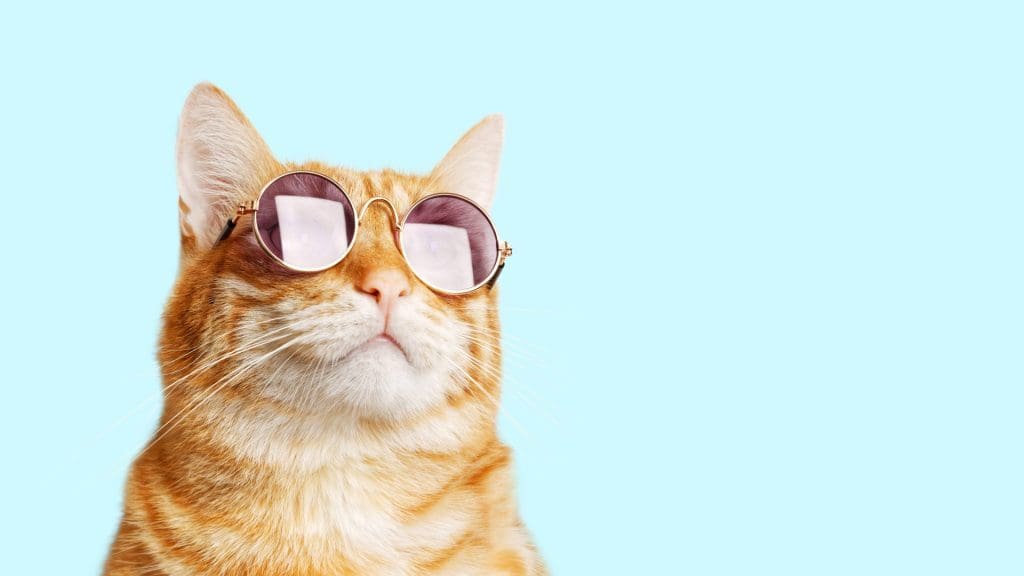 Heatstroke in Cats: Symptoms and Treatments - Spall & Harvey Animal ...