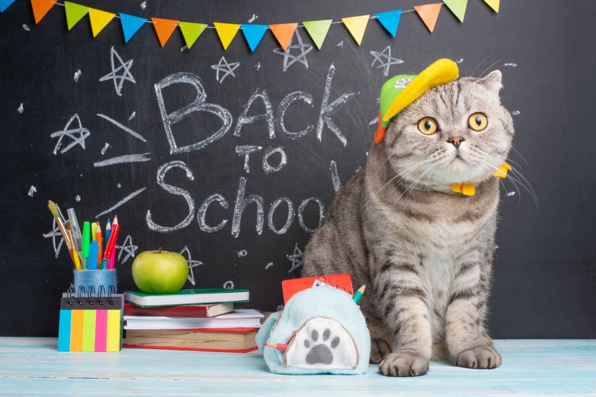 Back-to-School Tips for Pets: Managing Anxiety in Dogs and Cats