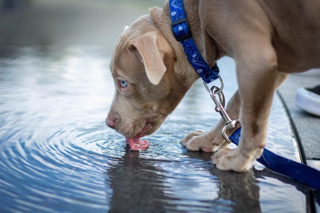 How to Know if My Dog is Dehydrated | Spall & Harvey Animal Hospital