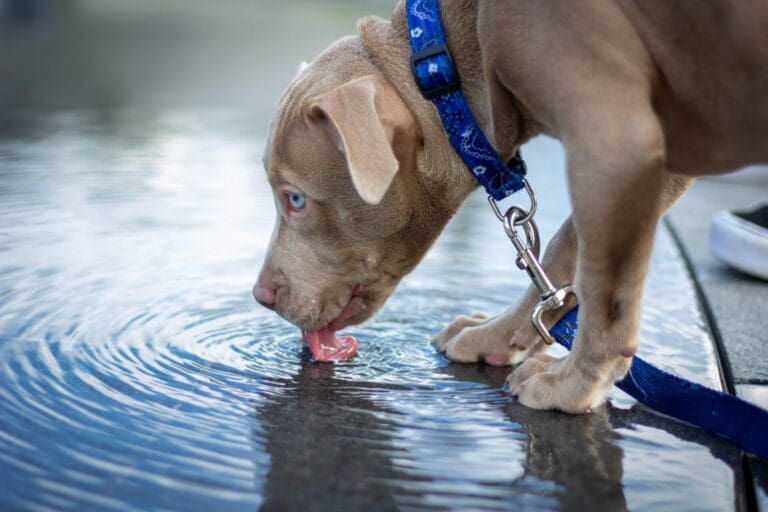 How to Know if My Dog is Dehydrated | Spall & Harvey Animal Hospital