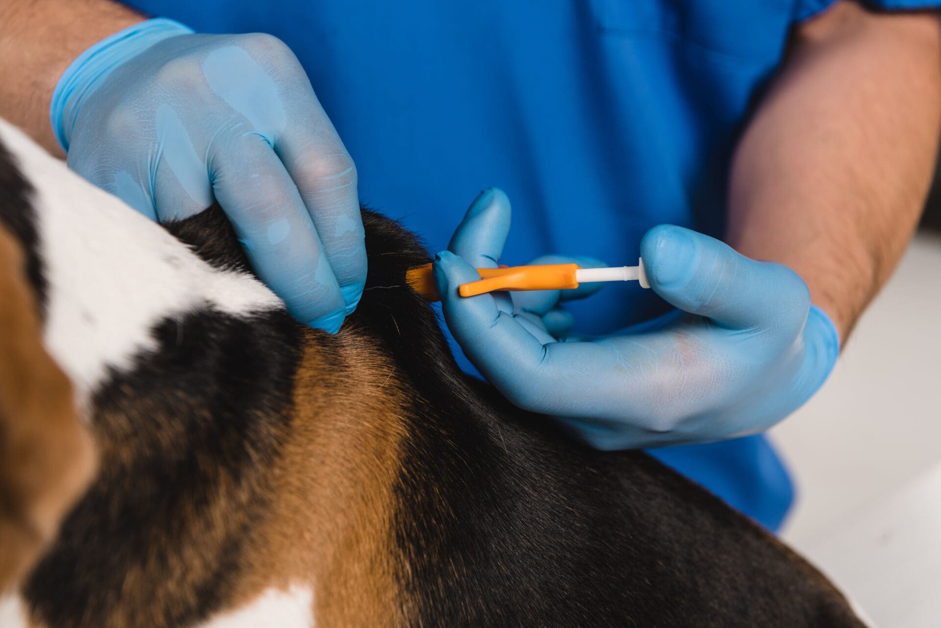 Microchip Dog In BC: Cost, EIDAP Registration & Licensing