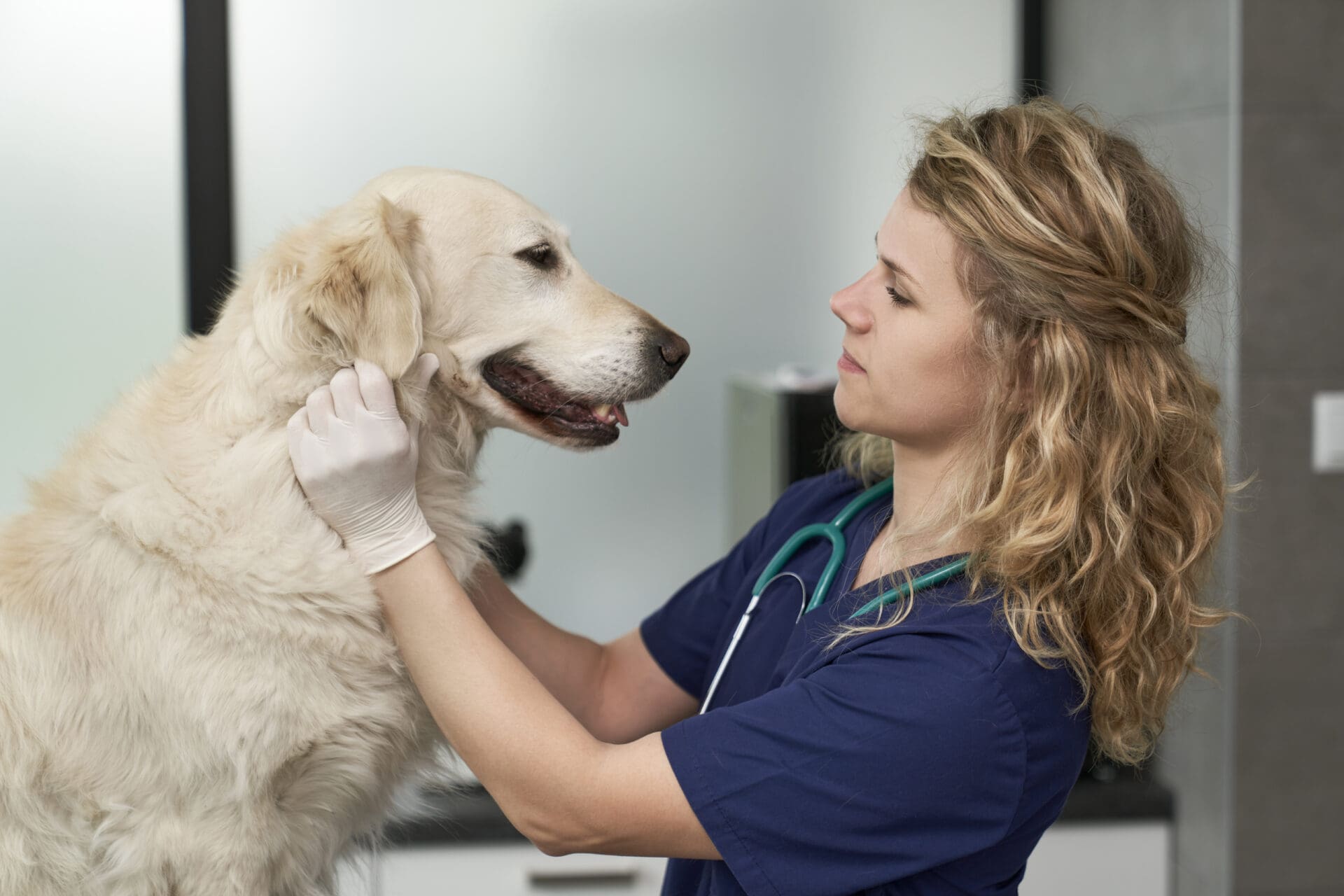 Microchip Dog In BC: Cost, EIDAP Registration & Licensing