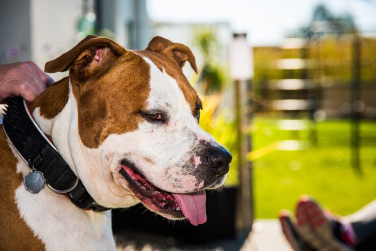 Microchip Dog In BC: Cost, EIDAP Registration & Licensing